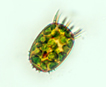 Phycokey - Trachelomonas